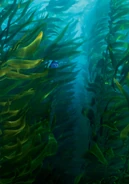 Finding Dory | Pixar Wiki | Fandom