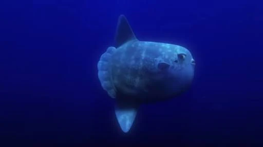 Sunfish "Charlie Back and Forth" | Pixar Wiki | Fandom