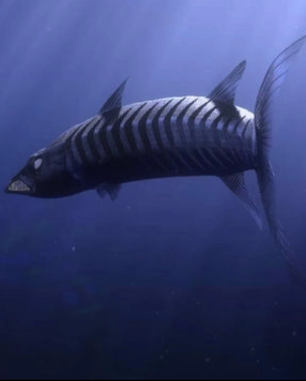 Finding Nemo Barracuda