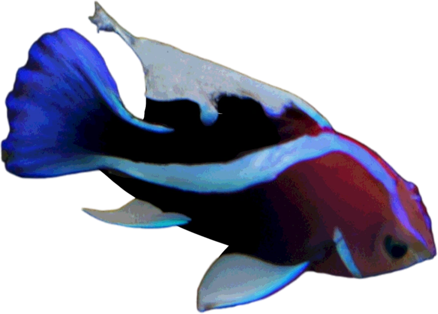 Fish | PixelVortex5 Wiki | Fandom