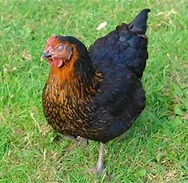 Pine | Pixxet Chickens Wiki | Fandom