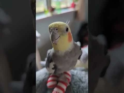 Honey says Birdie | Kyle Books Wiki | Fandom