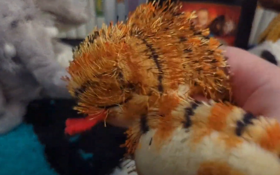 Tigs | Kyle Books Wiki | Fandom