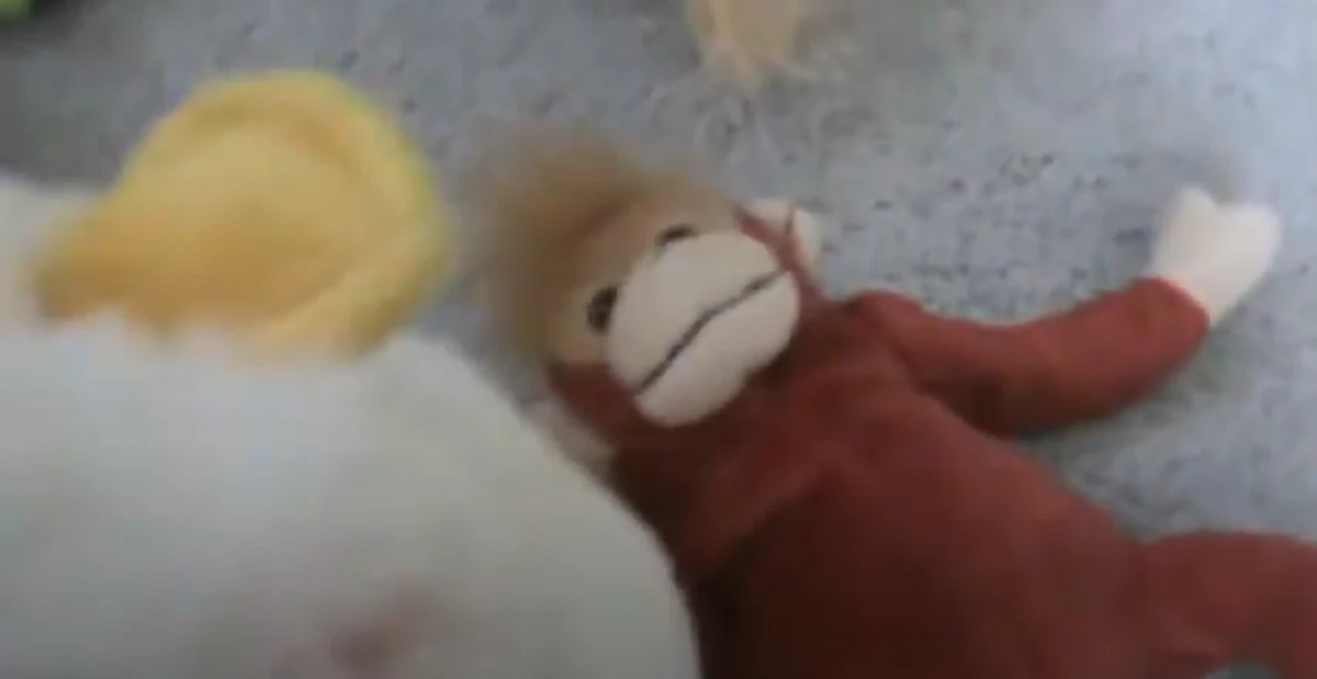 Dead Monkey | Kyle Books Wiki | Fandom