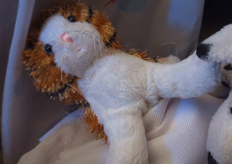 Kitters Kyle Books Wiki Fandom