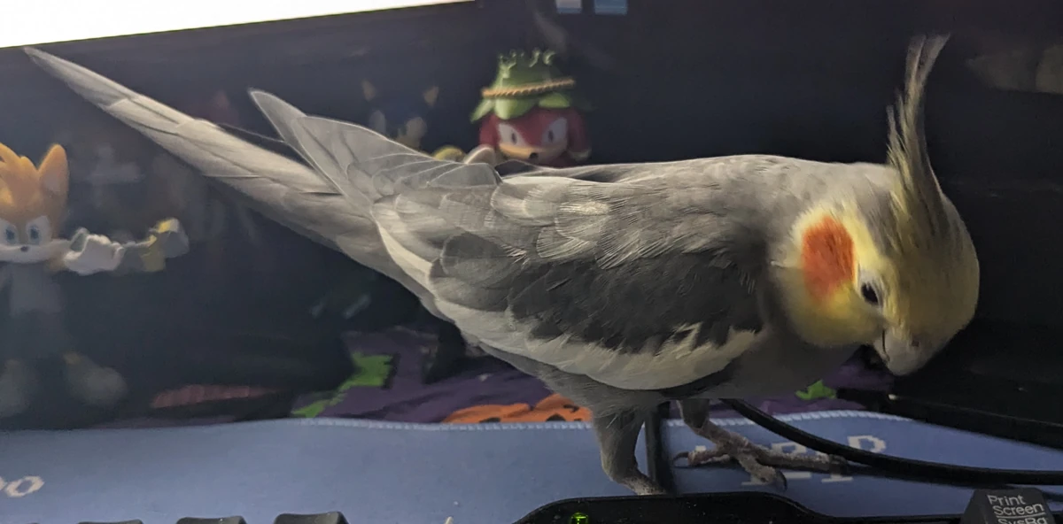 Honey (Bird) | Kyle Books Wiki | Fandom