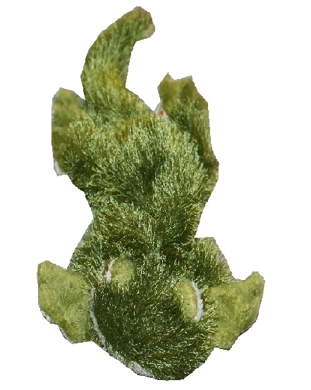 Charlie | Kyle Books Wiki | Fandom