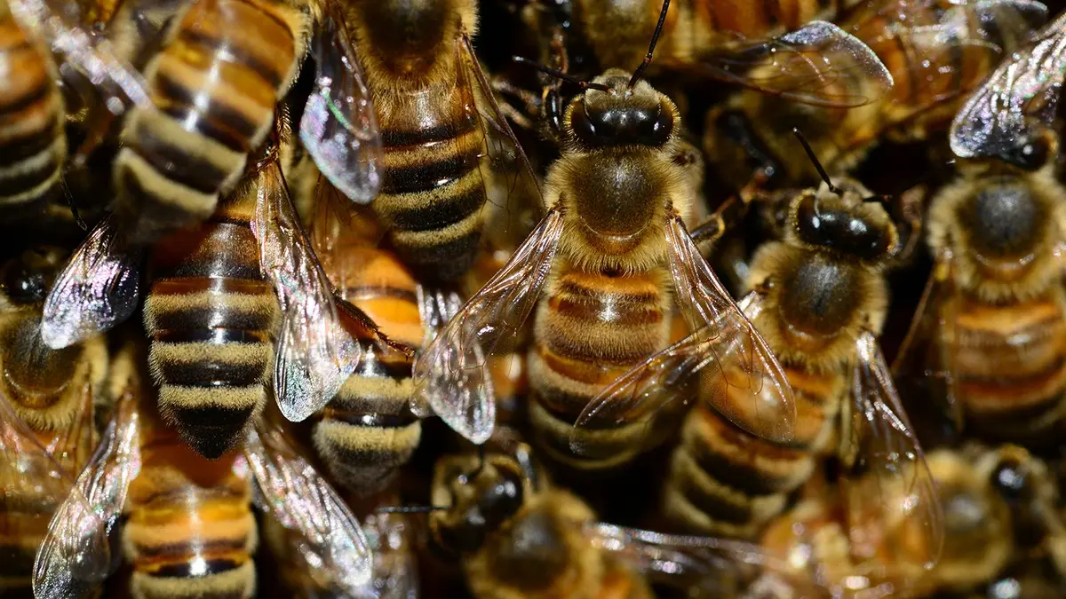 Bee | Pizza Tower Wiki | Fandom