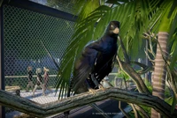 Microraptor | Prehistoric Kingdom Wiki | Fandom