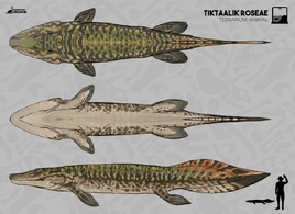 Tiktaalik | Prehistoric Kingdom Wiki | Fandom