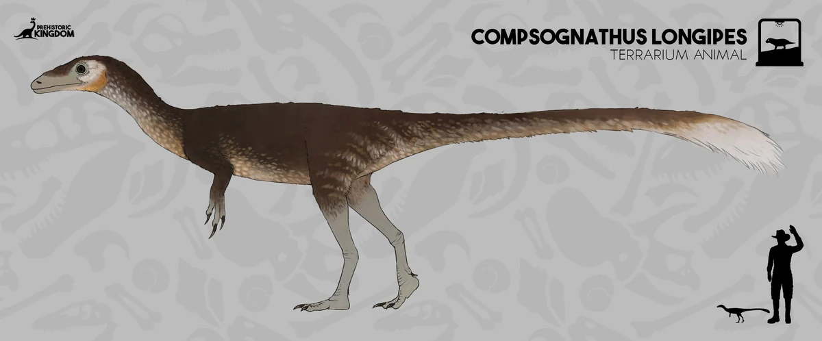 Compsognathus | Prehistoric Kingdom Wiki | Fandom