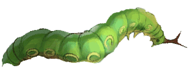 Caterpie | PokemonArvalis Wiki | Fandom