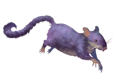 Rattata | PokemonArvalis Wiki | Fandom