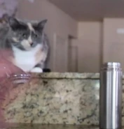 Cat/Gallery | Plainrock124 Wikia | Fandom