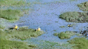 ValuJet Flight 592 | Plane Crash Wiki | Fandom