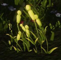 Elder Flower | Planet Explorers Wiki | Fandom