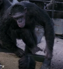Blue | Planet of the apes Wiki | Fandom