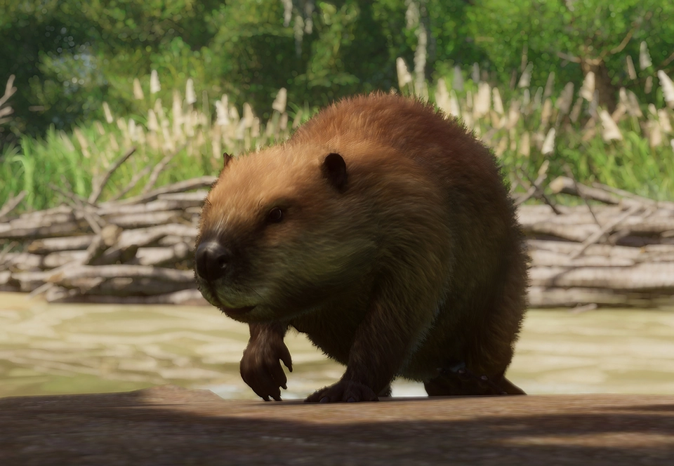 Amerikanischer Biber | Planet Zoo Wiki | Fandom