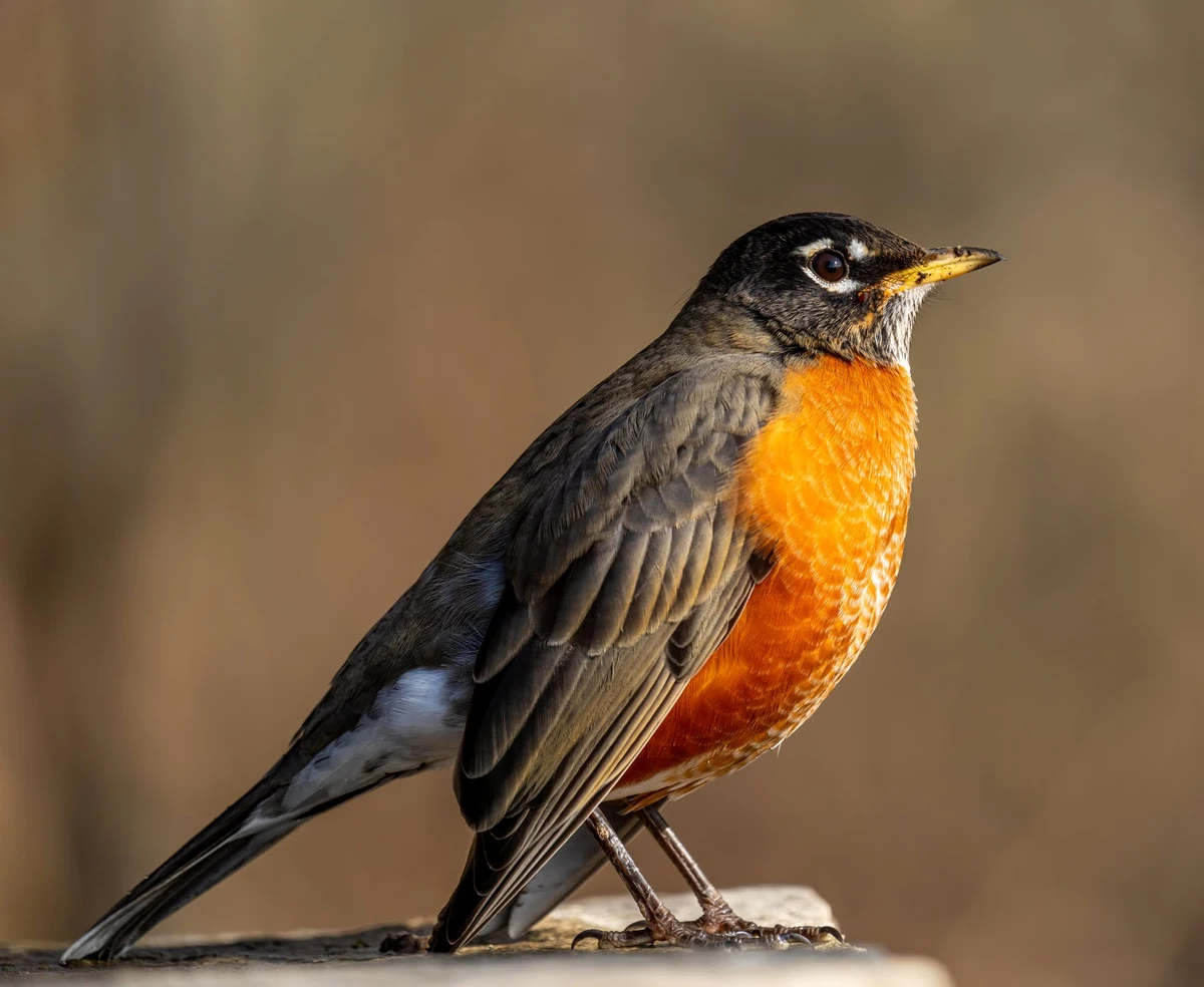 Southern robin | Planet Omegregia Wiki | Fandom