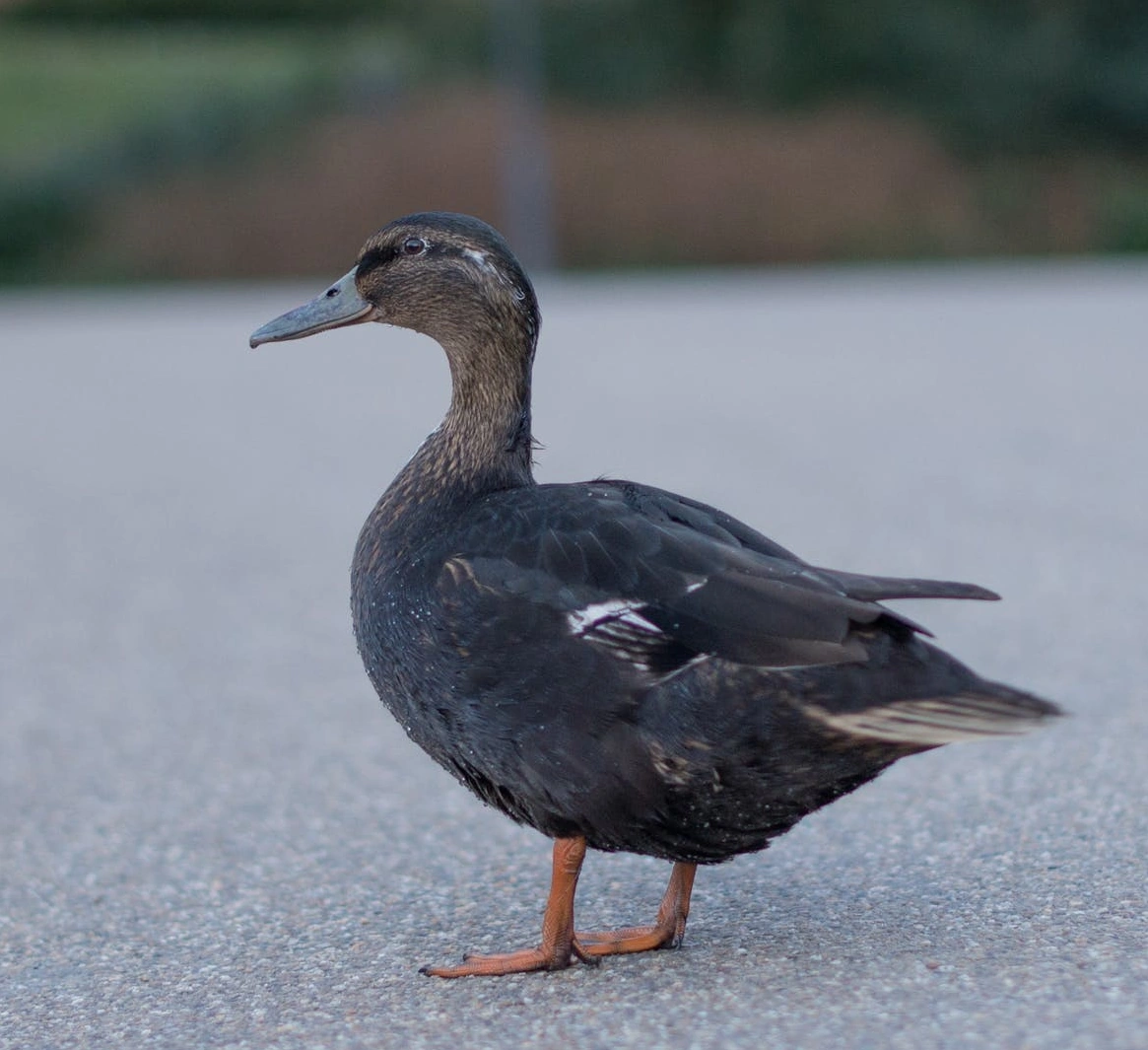 Waterfowls | Planet Omegregia Wiki | Fandom