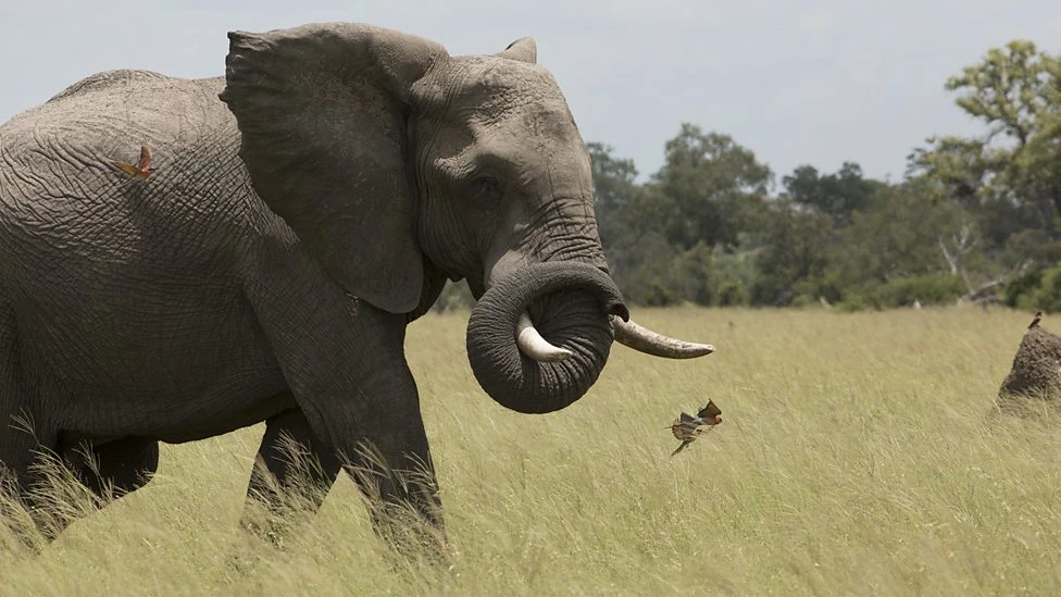 Bush Elephant | Planet Earth Wiki | Fandom