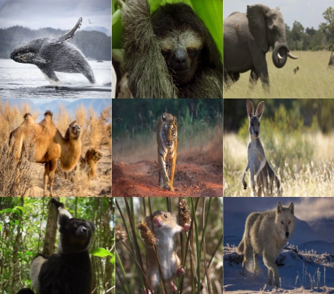 Mammal | Planet Earth Wiki | Fandom