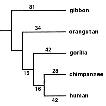 Phylogenetic Tree Of Humans And Chimpanzees