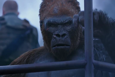 Buck Planet Of The Apes