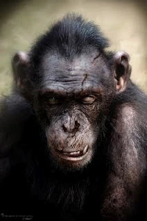 Koba Planet Of The Apes Pistol Dawn Of The Planet Of The Apes