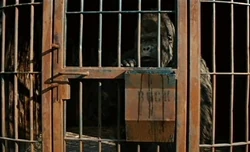 Rise Of The Planet Of The Apes Buck Is Released