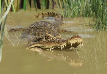 Spectacled Caiman Range Spectacled Caiman | Lincoln Park Zoo