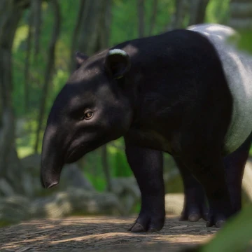 Malayan Tapir Habitat