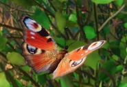 Walkthrough Exhibit | Planet Zoo Wiki | Fandom