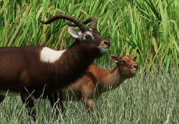 Red Lechwe Female Eating