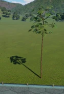 Cecropia Tree | Planet Zoo Wiki | Fandom
