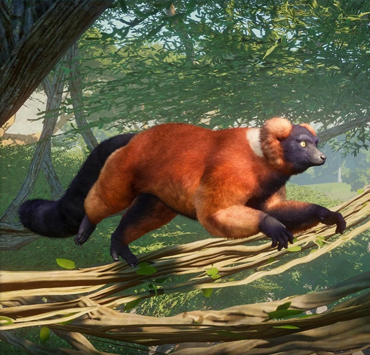 Vari roux | Wiki Planet Zoo | Fandom