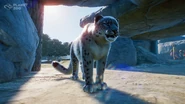 Snow Leopard | Planet Zoo Wiki | Fandom