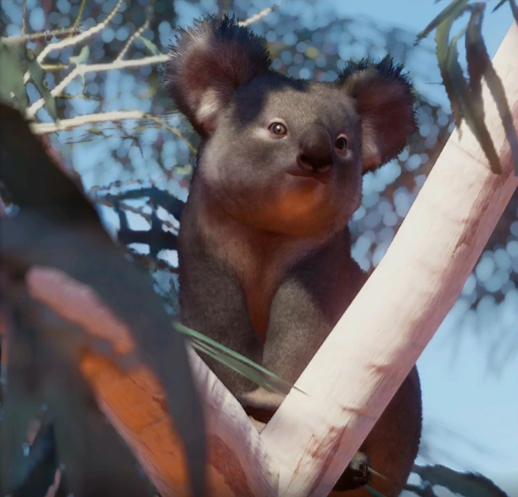 Koala | Wiki Planet Zoo | Fandom