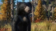 Sloth Bear | Planet Zoo Wiki | Fandom