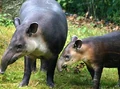 Baird's Tapir | Planet Zoo Wiki | Fandom