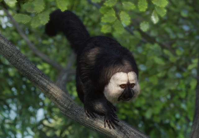 White-Faced Saki | Planet Zoo Wiki | Fandom