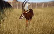 Sable Antelope | Planet Zoo Wiki | Fandom