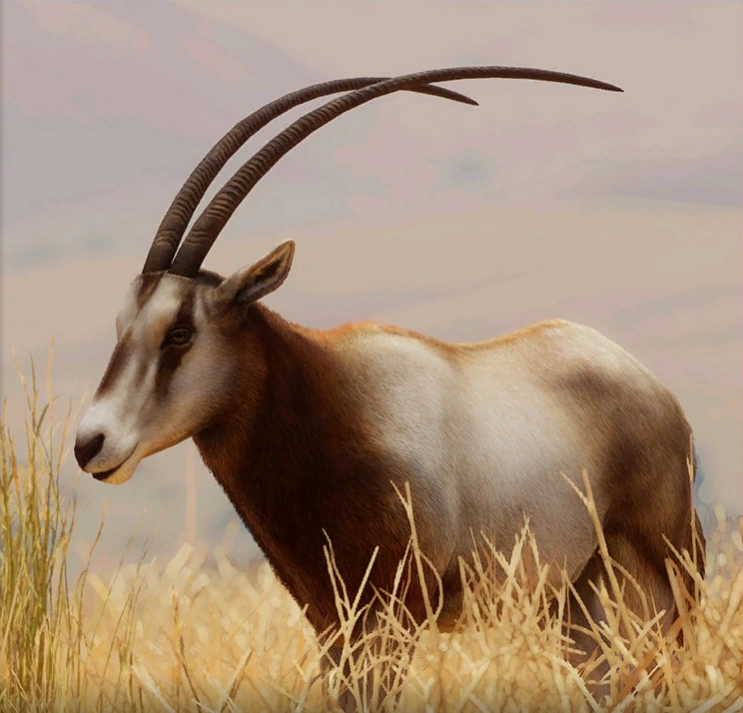 Oryx algazelle | Wiki Planet Zoo | Fandom
