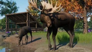 Moose | Planet Zoo Wiki | Fandom