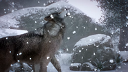 Timber Wolf | Planet Zoo Wiki | Fandom