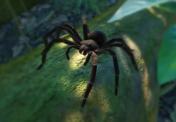 Giant Huntsman Spider Vs Goliath Birdeater