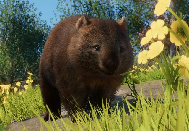 Common Wombat | Planet Zoo Wiki | Fandom