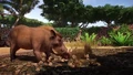 Common Warthog | Planet Zoo Wiki | Fandom