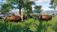 American Bison | Planet Zoo Wiki | Fandom