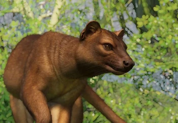 Fossa | Planet Zoo Wiki | Fandom